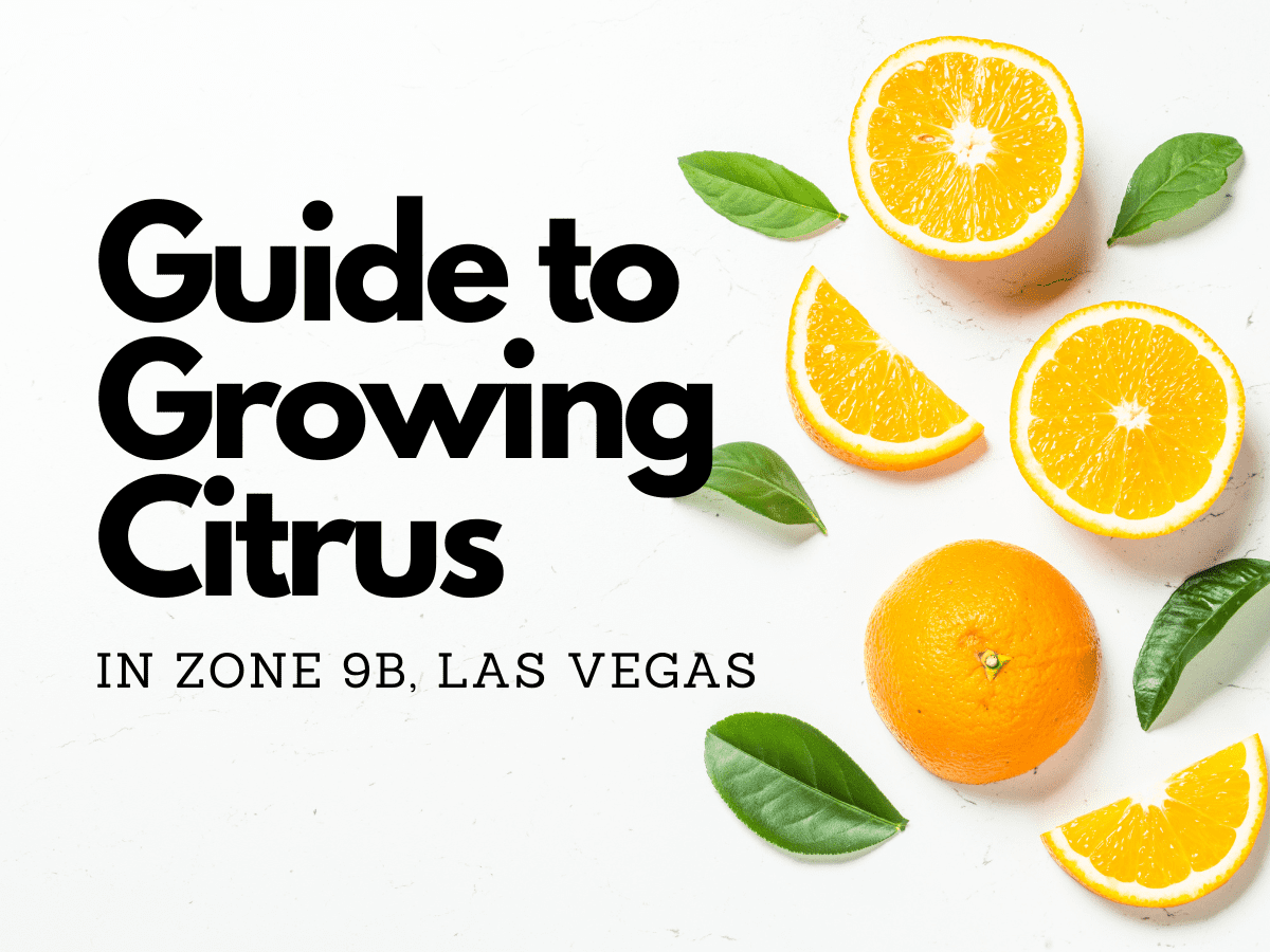 Mastering Citrus Cultivation in Las Vegas: The Ultimate Zone 9b Guide ...